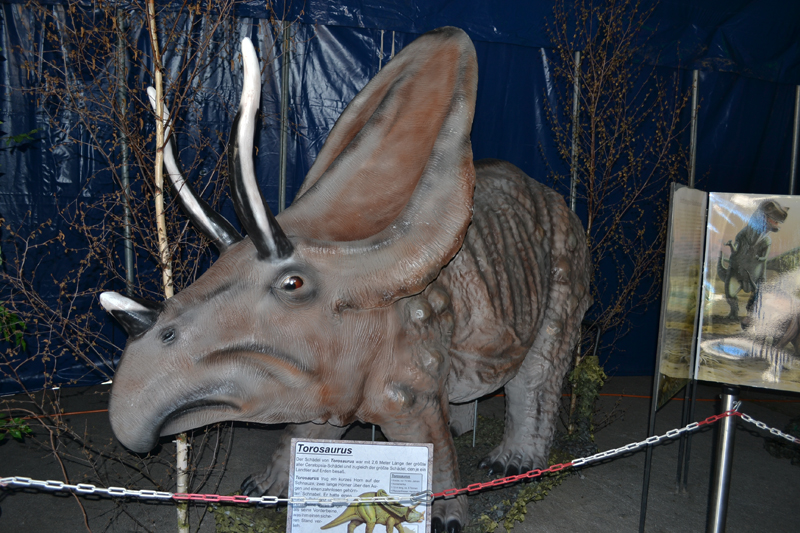 Torosaurus (Stier - Echse) - Fotos - Medienwerkstatt-Wissen © 2006-2025 Medienwerkstatt