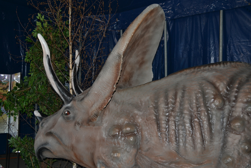 Torosaurus (Stier - Echse) - Fotos - Medienwerkstatt-Wissen © 2006-2025 Medienwerkstatt