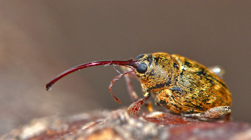 Eichelbohrer - Medienwerkstatt-Wissen © 2006-2026 Medienwerkstatt