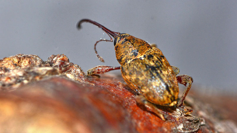 Eichelbohrer - Medienwerkstatt-Wissen © 2006-2025 Medienwerkstatt