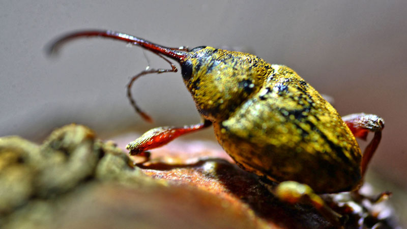 Eichelbohrer - Medienwerkstatt-Wissen © 2006-2025 Medienwerkstatt