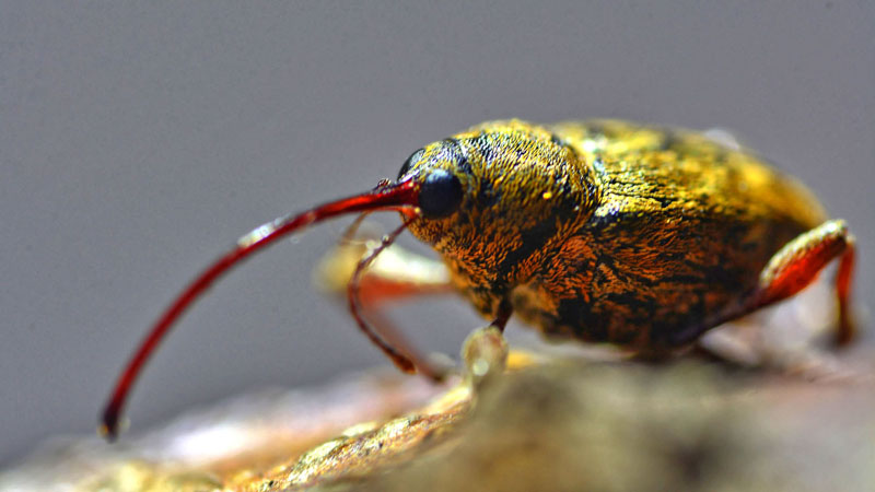 Eichelbohrer - Medienwerkstatt-Wissen © 2006-2026 Medienwerkstatt